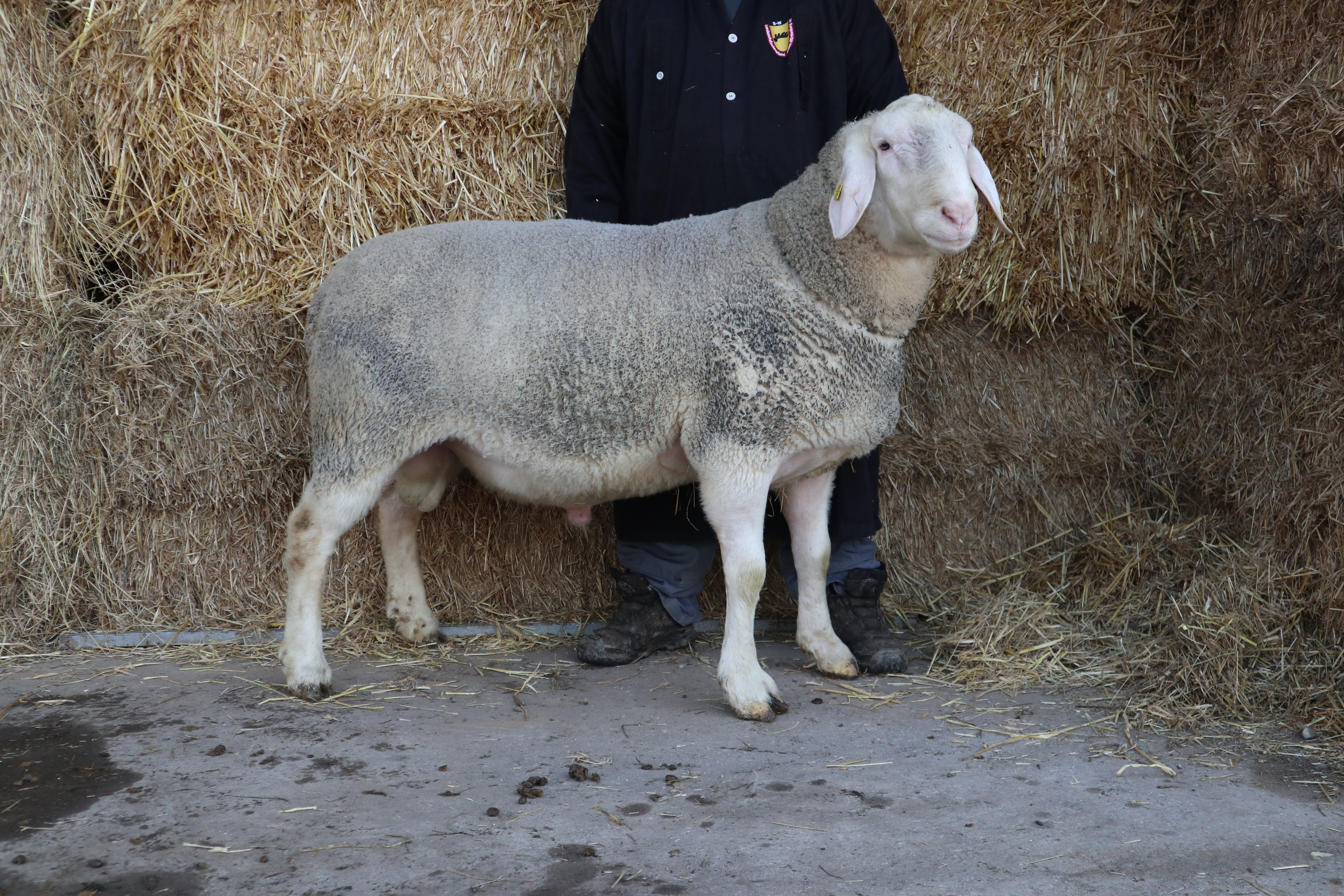 Schäferei Burkhardt - Merinolandschaf